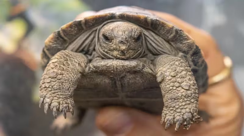 100 yoshda yangi hayot: Galapagos toshbaqalari juftligi ilk bor ...